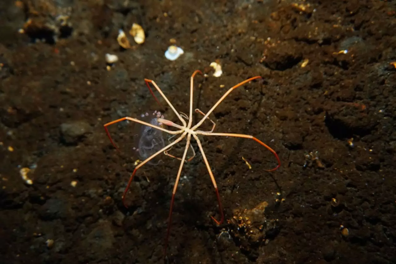 As arañas mariñas de pesadelo bombean o seu sangue usando as súas tripas