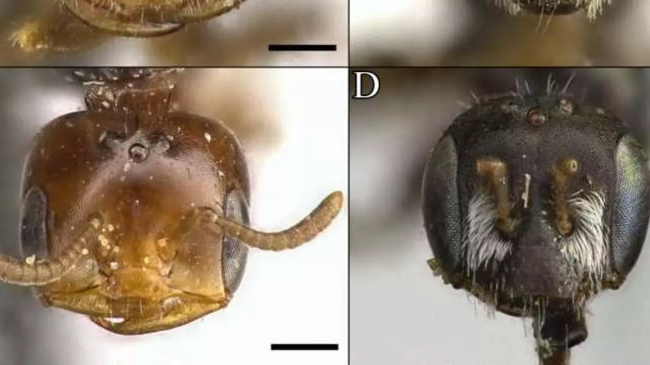 Αυτές οι μέλισσες μοιάζουν με μυρμήγκια επειδή η φύση είναι παράξενη και εκπληκτική