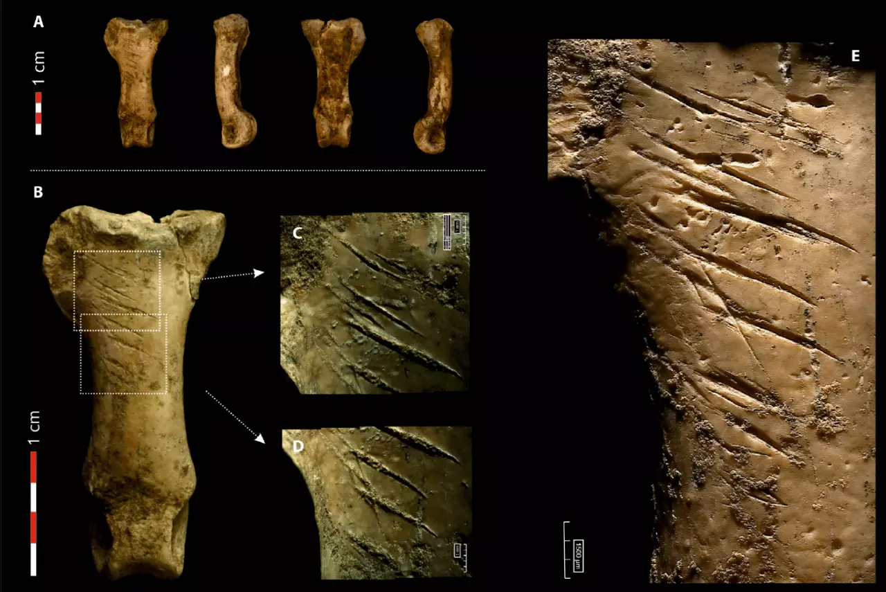 Enn fleiri sönnunargögn fyrir því að Neanderdalsmaðurinn Bling innihélt örnarklóma