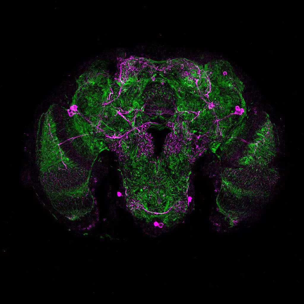 Écraser les moustiques peut leur apprendre à rester à l'écart