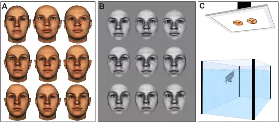 Esperimento inquietante mostra che i pesci possono riconoscere i volti umani