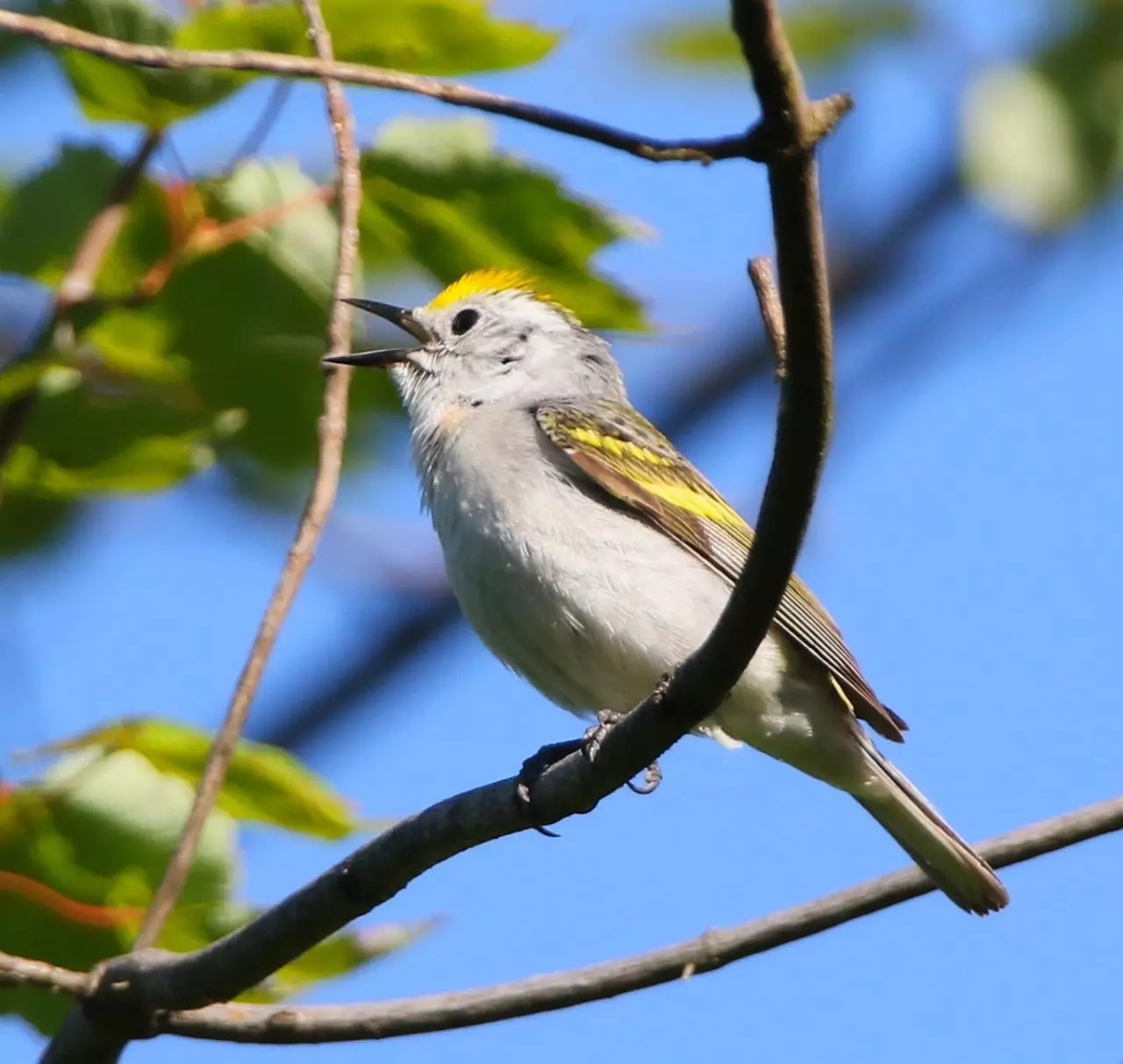 DNT Testi Çaşqın Quşun Birdə Üç Növ olduğunu Müəyyən Etdi