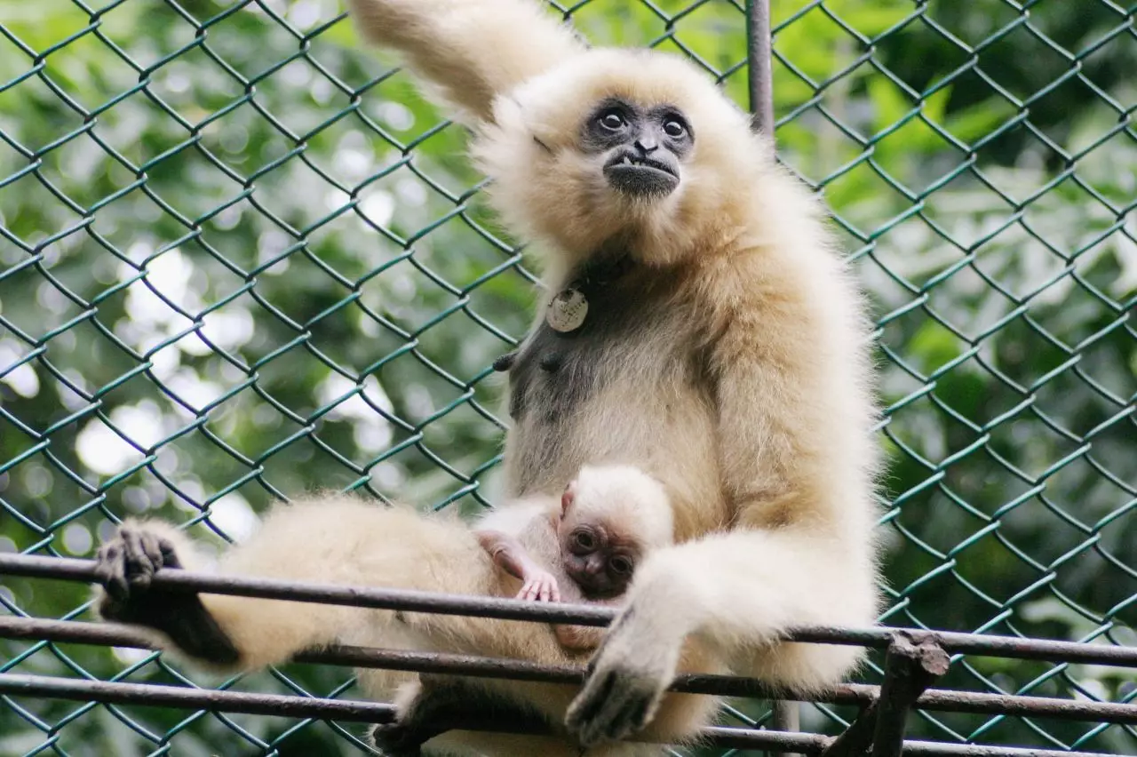 Ausstierwene Gibbon Spezies fonnt am Graf vun der antiker chinesescher Adelfrau