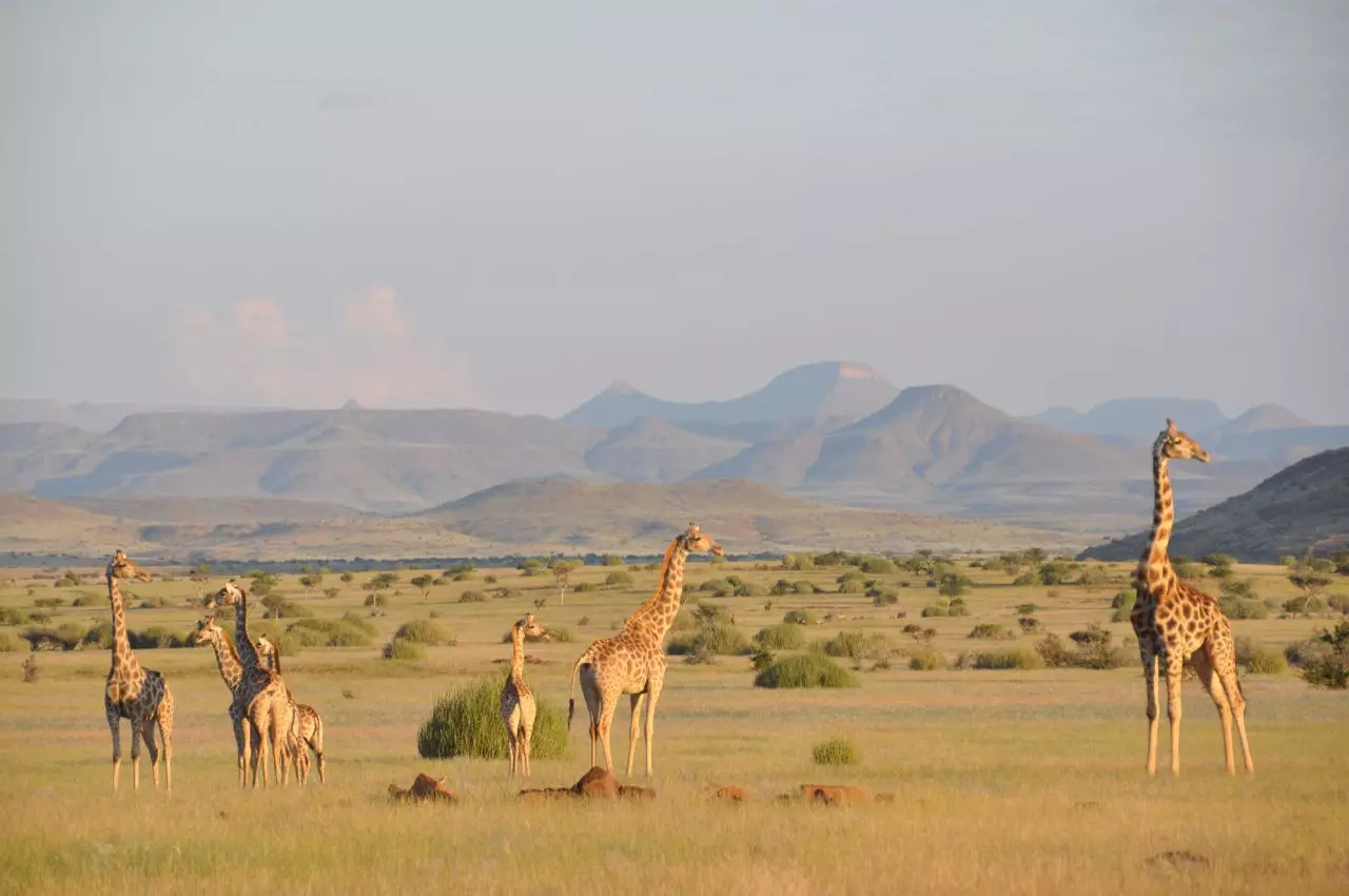 Twabonye gusa ko hari ubwoko burenze bumwe bwa Giraffe