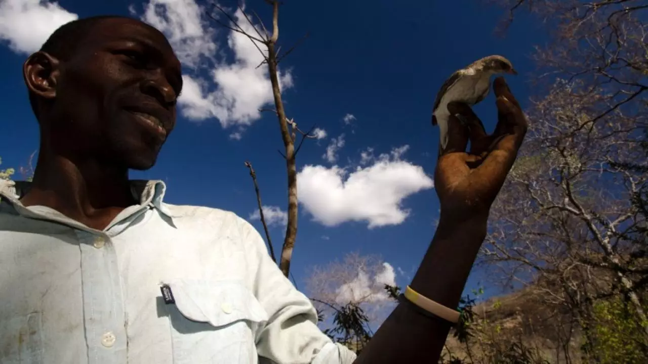 अफ्रिकी हनी-शिकारीहरूले यी जंगली चराहरूसँग पित्तहरू खोज्नका लागि सञ्चार गर्छन्