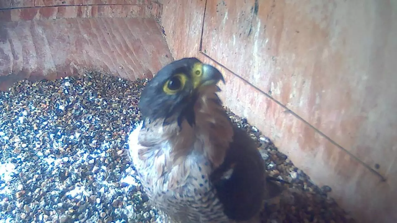 Mira adorables polluelos de halcón peregrino a través de la transmisión en vivo de Charles Sturt Uni