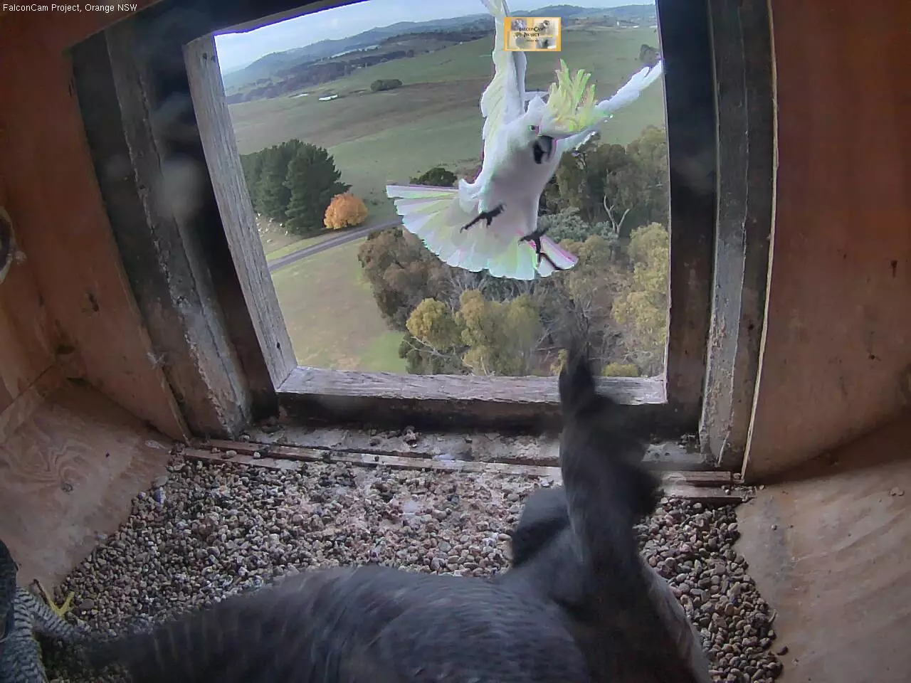 Onerani Adorable Peregrine Falcon Anapiye Kudzera pa Charles Sturt Uni's Live Stream