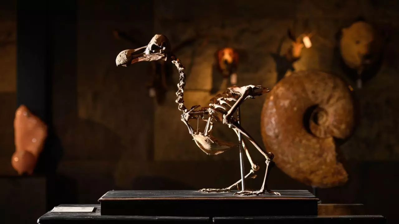 Iyi Dodo Skeleton Ichangotengeswa Inopfuura Hafu yeMiriyoni Madhora