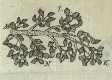 Kumaha Artis Abad ka-17 Ngabantosan Ngadamel Dunya Mikroskopis Katingali