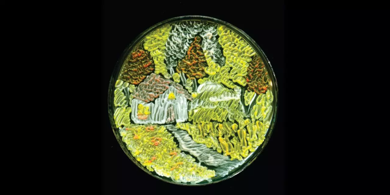 Aya ndiwo eGore Akanakisa Emienzaniso Petri Dish Art