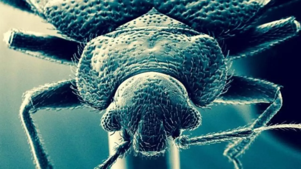 Waarom dit moeiliker word om bedbugs dood te maak