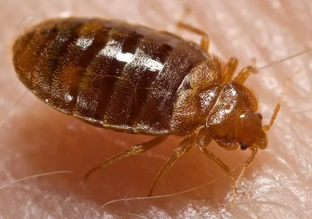 Waarom dit moeiliker word om bedbugs dood te maak