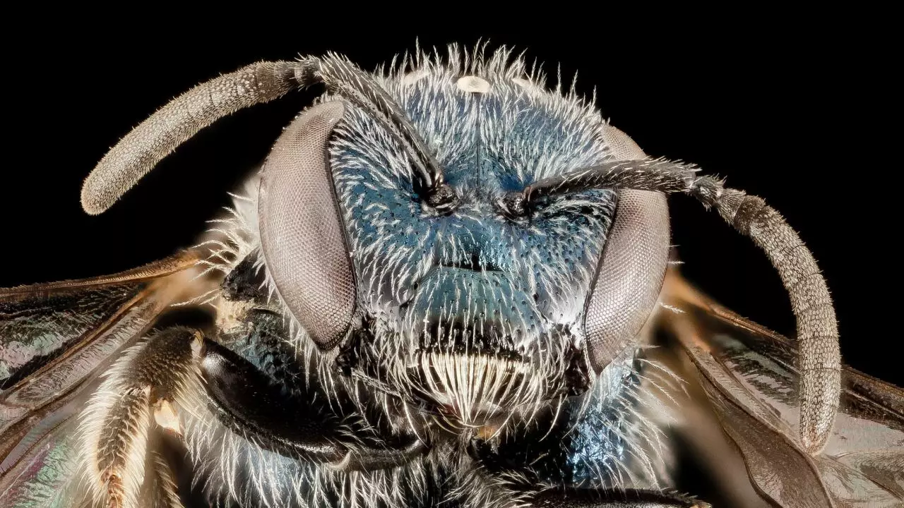 Queste squisite fotografie di api rivelano ogni delicato capello, antenna e ala