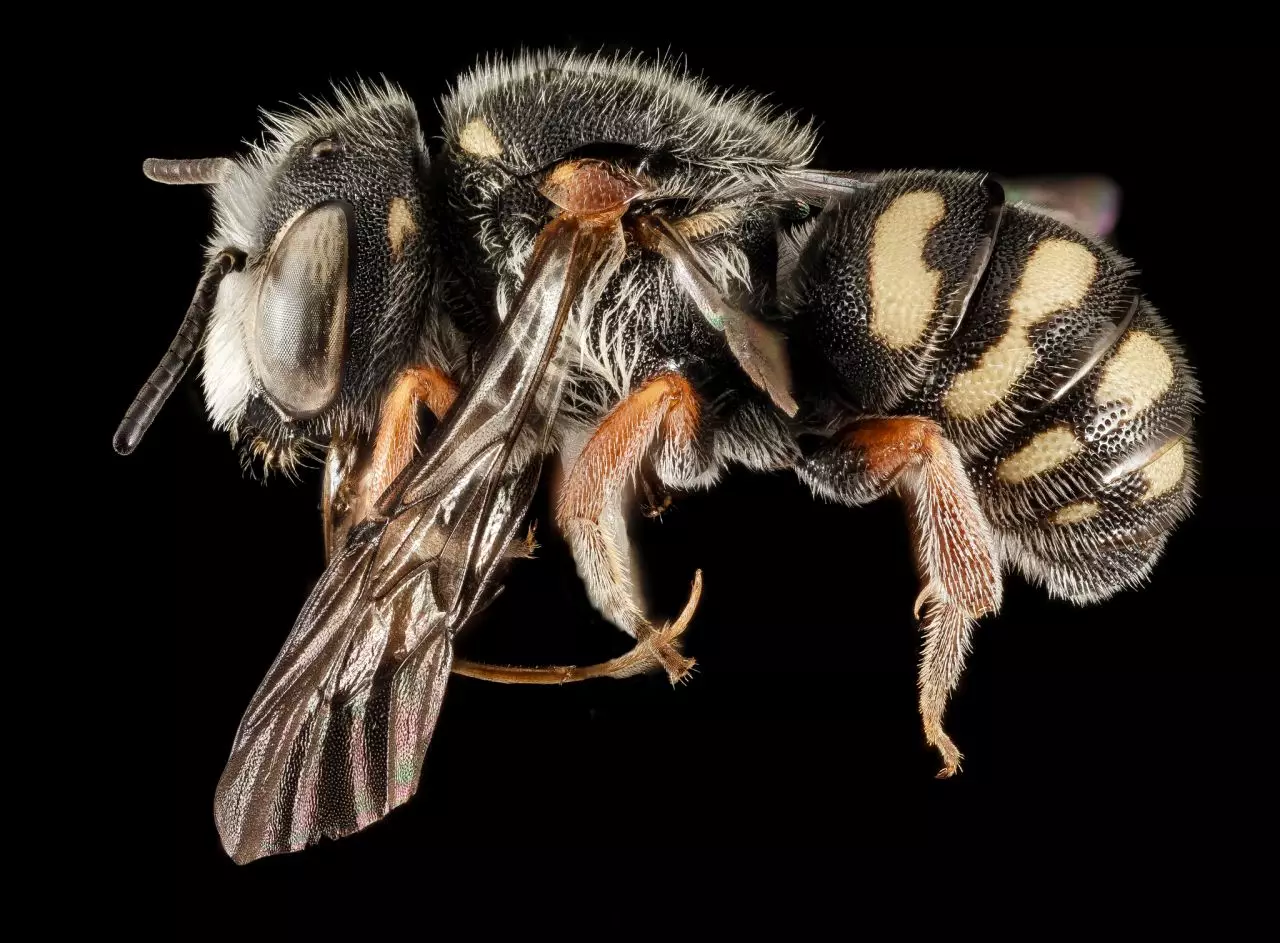 Queste squisite fotografie di api rivelano ogni delicato capello, antenna e ala