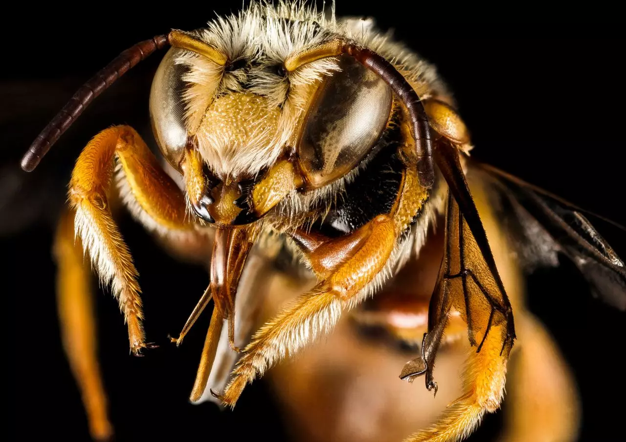 Queste squisite fotografie di api rivelano ogni delicato capello, antenna e ala