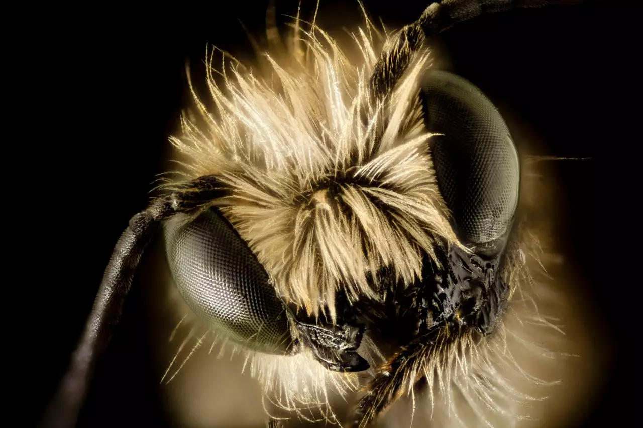 Deze prachtige bijenfoto's onthullen elk delicaat haar, antenne en vleugel