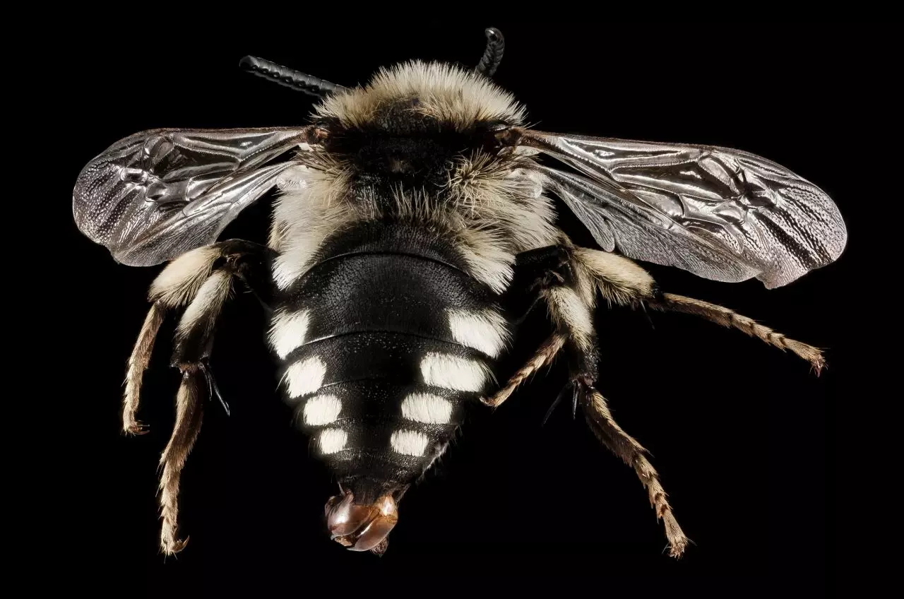 Aya mafoto yinzuki meza cyane yerekana umusatsi wose, Antenna, na Wing