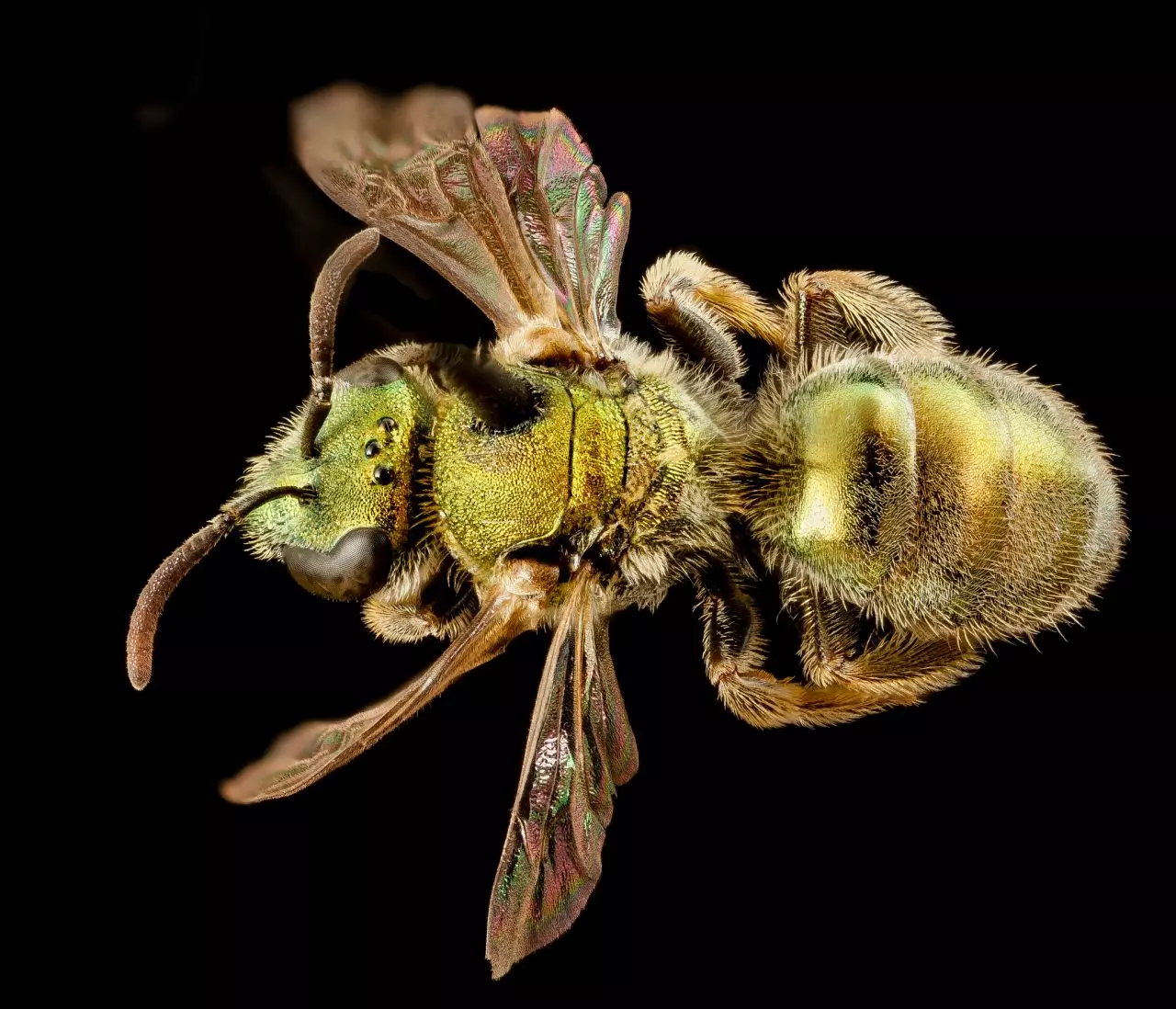 Deze prachtige bijenfoto's onthullen elk delicaat haar, antenne en vleugel