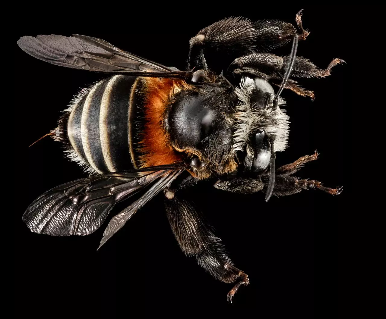 Estas exquisitas fotografías de abejas revelan cada cabello, antena y ala delicada