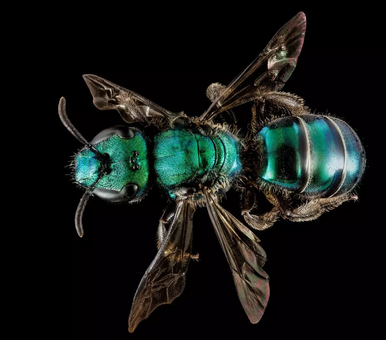 Estas exquisitas fotografías de abejas revelan cada cabello, antena y ala delicada