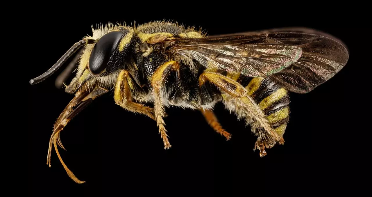 Deze prachtige bijenfoto's onthullen elk delicaat haar, antenne en vleugel