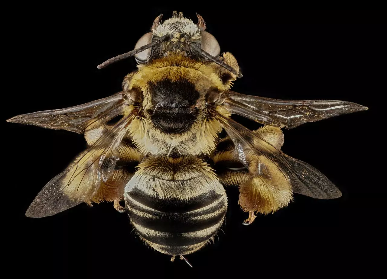 Queste squisite fotografie di api rivelano ogni delicato capello, antenna e ala