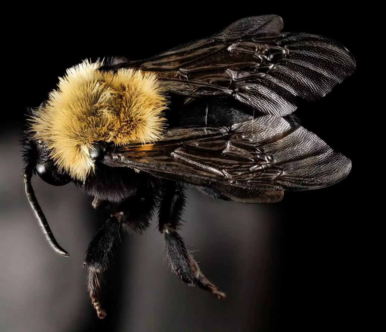 Queste squisite fotografie di api rivelano ogni delicato capello, antenna e ala