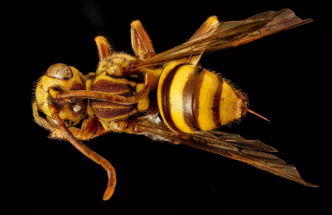 Te izvrstne fotografije čebel razkrivajo vse občutljive lase, anteno in krilo