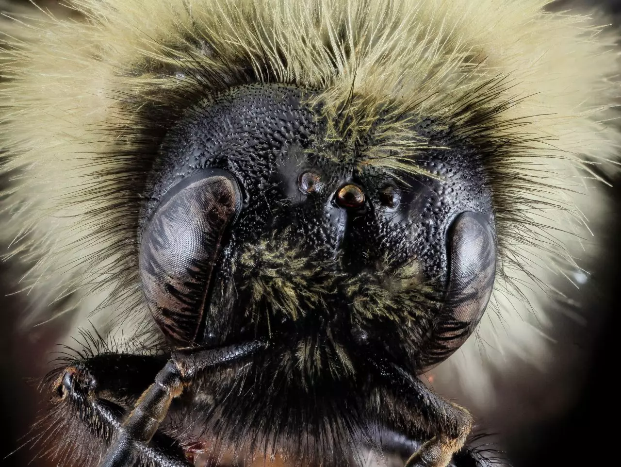 Estas exquisitas fotografías de abejas revelan cada cabello, antena y ala delicada