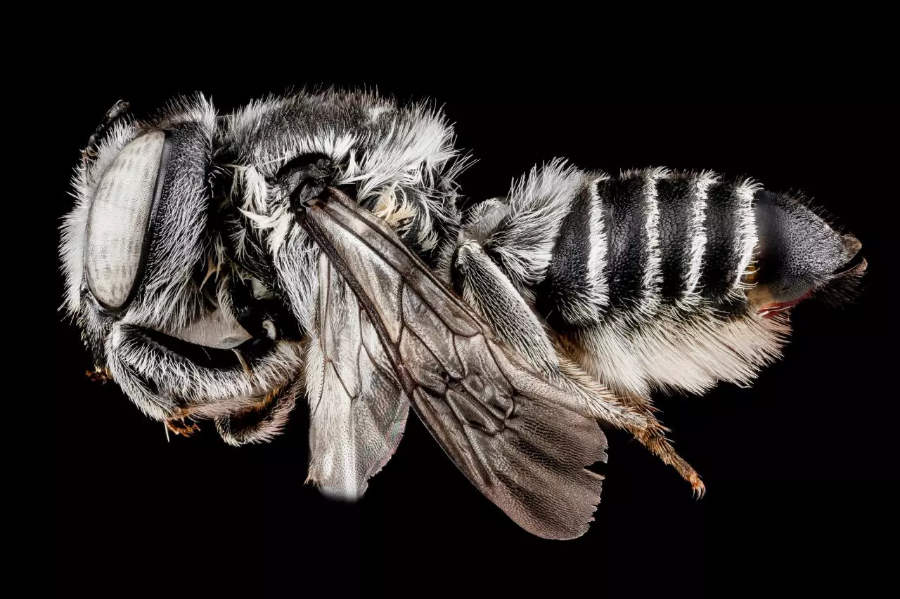 Aya mafoto yinzuki meza cyane yerekana umusatsi wose, Antenna, na Wing