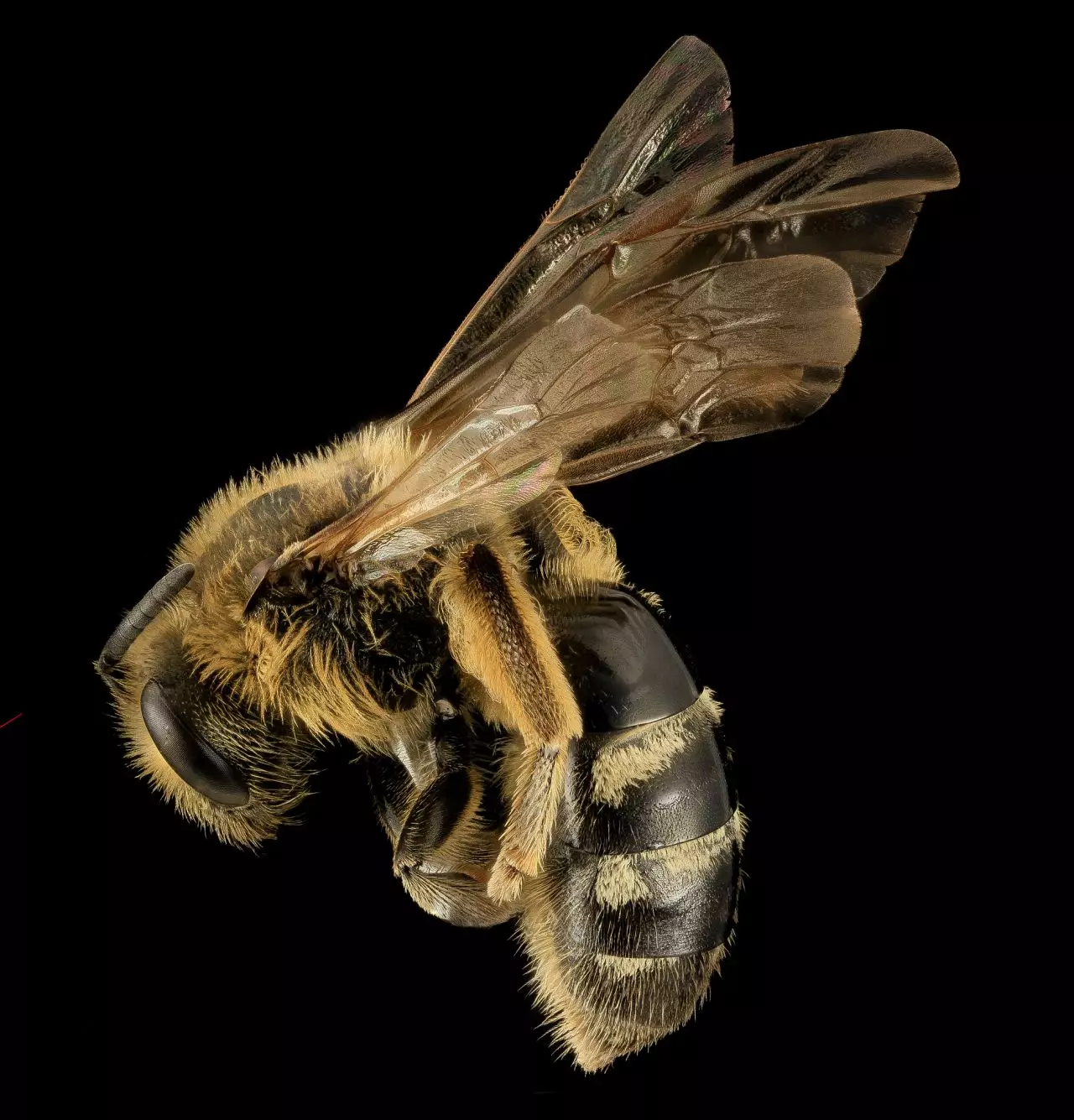 Deze prachtige bijenfoto's onthullen elk delicaat haar, antenne en vleugel