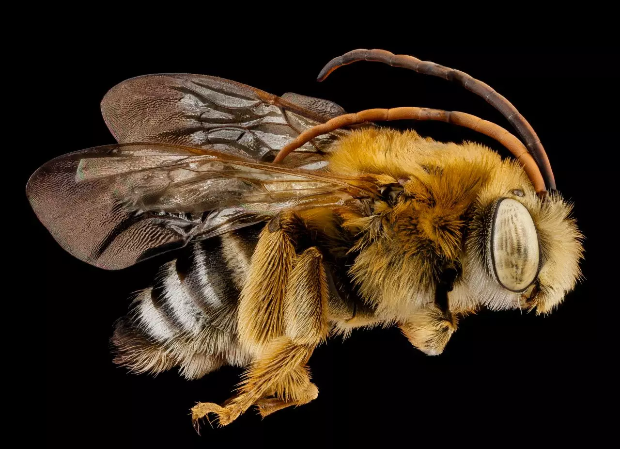 Aya mafoto yinzuki meza cyane yerekana umusatsi wose, Antenna, na Wing