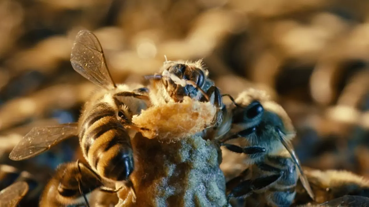 Gledajte kraljicu pčela s dronom usred leta
