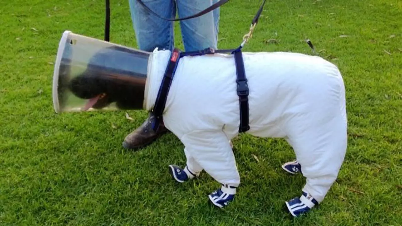 It Australian Dog Beekeeper Suit: In pear fragen en antwurden