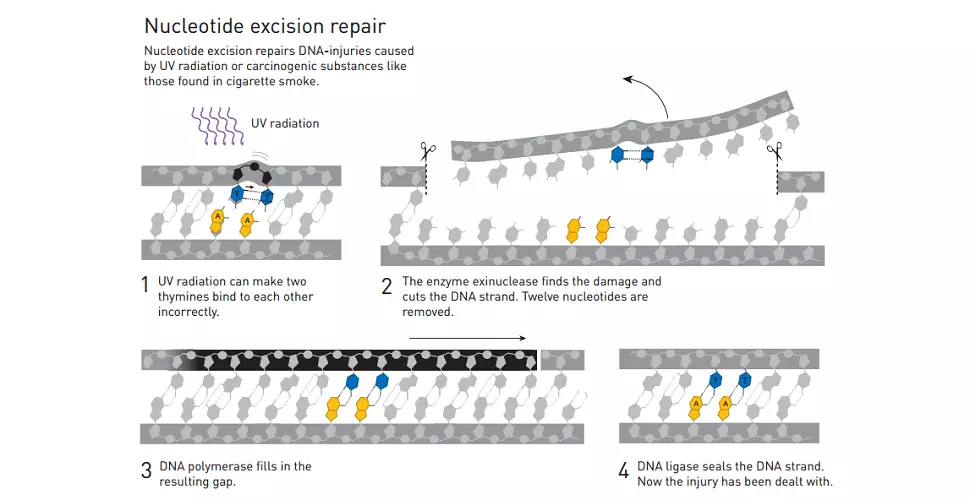 Το DNA Repair κέρδισε το Νόμπελ Χημείας, και να γιατί