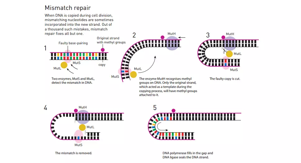 Die DNA-Reparatur erhielt den Nobelpreis für Chemie, und hier ist der Grund