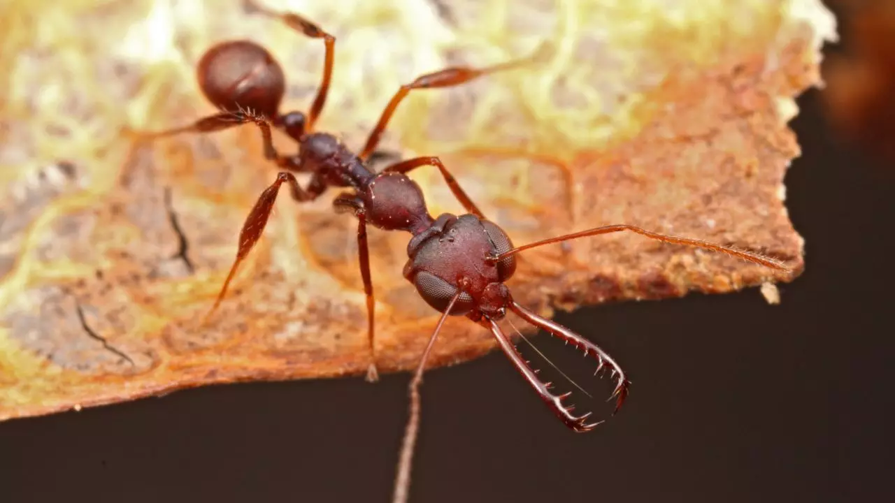 Zabójcze mrówki trzaskają swoimi sprężynowymi szczękami 700 razy szybciej niż mrugnięcie
