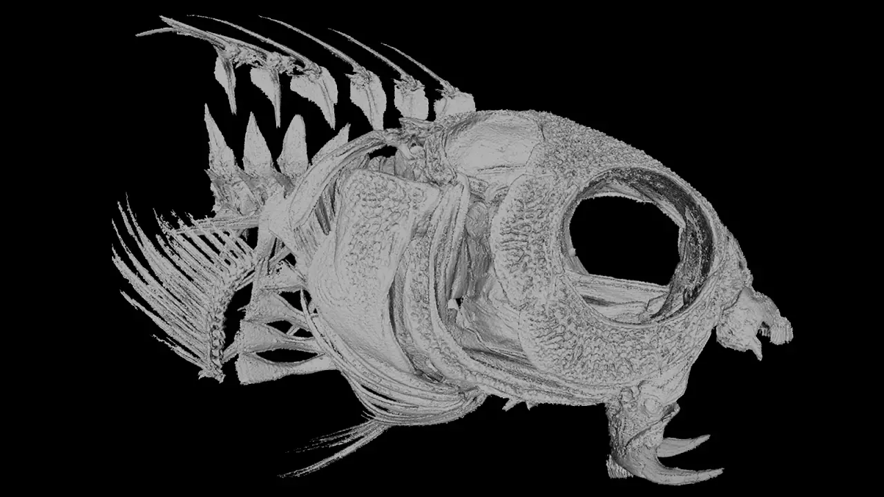 ปลาเหล่านี้ฉีดผู้ล่าด้วย Opioid Venom และนั่นไม่ใช่ส่วนที่เจ๋งที่สุด