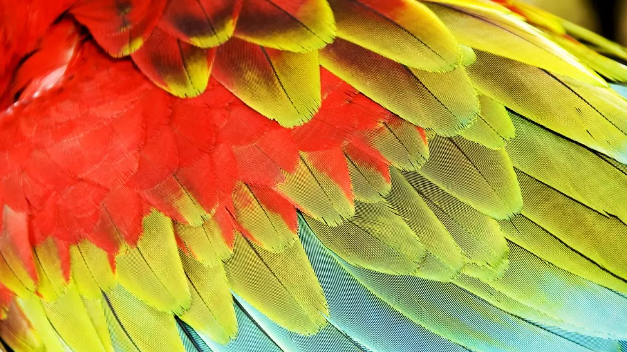 Neon fuglefjer holder nøglen til farver, der aldrig falmer