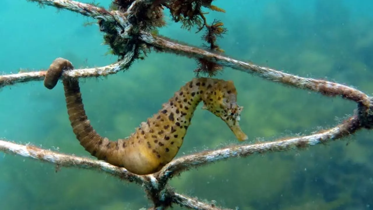 Li-Seahorses tsa Bakhachane ba Bakhachane li Tšehetsa Bana ba Ho fihlela ho 1,000 ba Hōlang ka ho Theha Placenta.