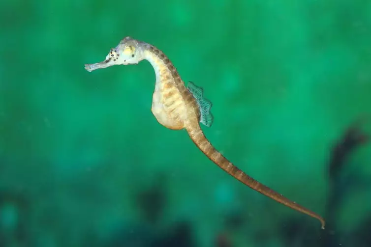 Pot-belly seahorse (Hippocampus abdominalis) ජලයේ පාවෙයි