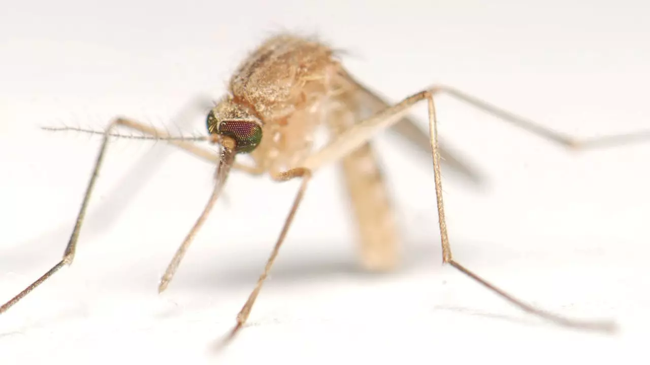 Hva du kan gjøre med mygg