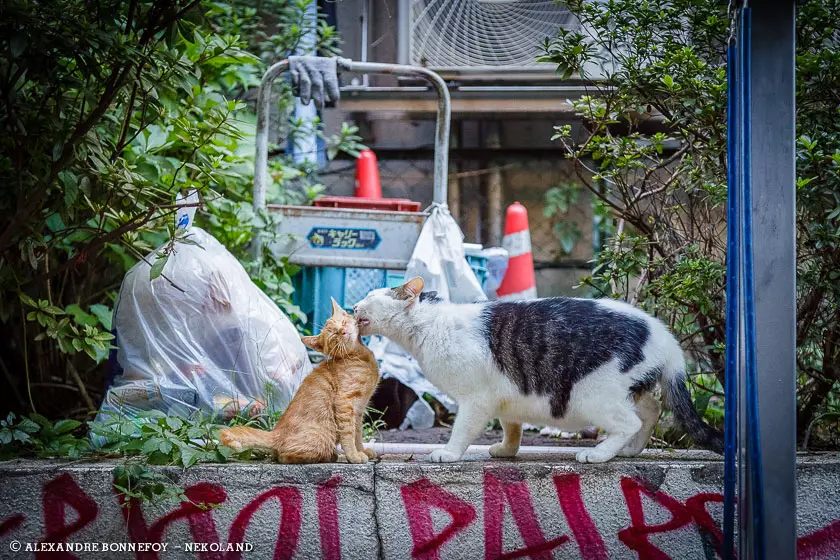 Awọn ologbo Alley ti Japan Wo Badass Pretty