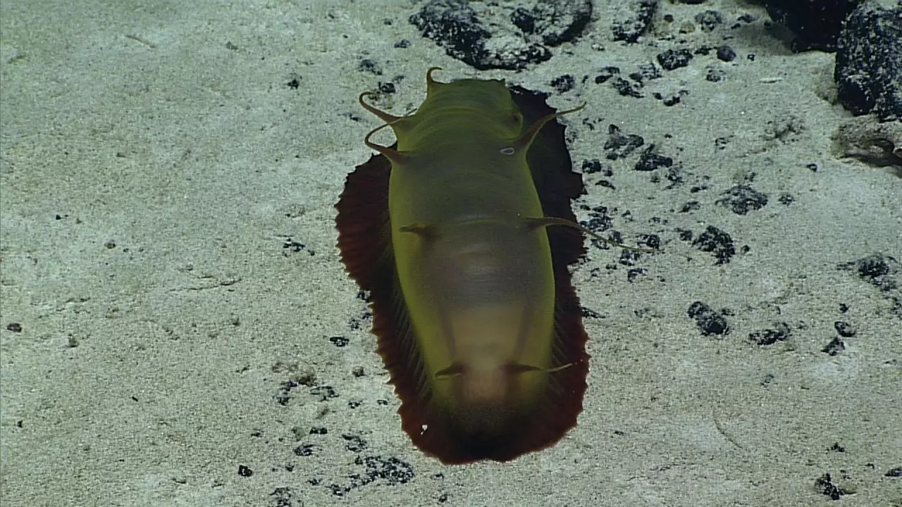 Gledajte A Robot Possibly Discover Weird Stuff On The Ocean Floor