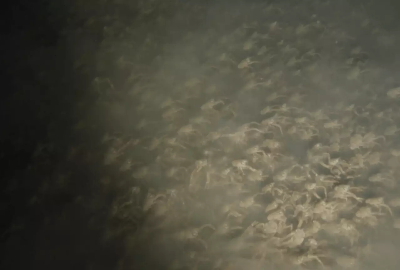 Mii de crabi care roiesc arată ca o invazie extraterestră înfiorătoare