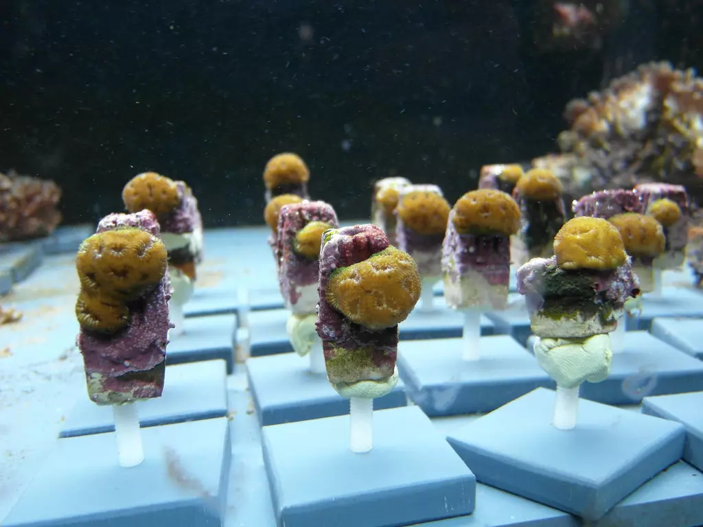 Kijk naar deze prachtige kleine koralen die zijn gegroeid als ijsblokken in een laboratorium