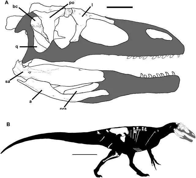 Fungidzira uchiuya chiso nechiso neiyi Inotyisa 'Megaraptor'