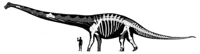 Moetsje Dreadnoughtus: Ien fan 'e grutste bisten dy't ea op 'e ierde rûnen