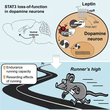 Niddereg Niveaue vu Fett Hormone kënnen zum Runner's High bäidroen