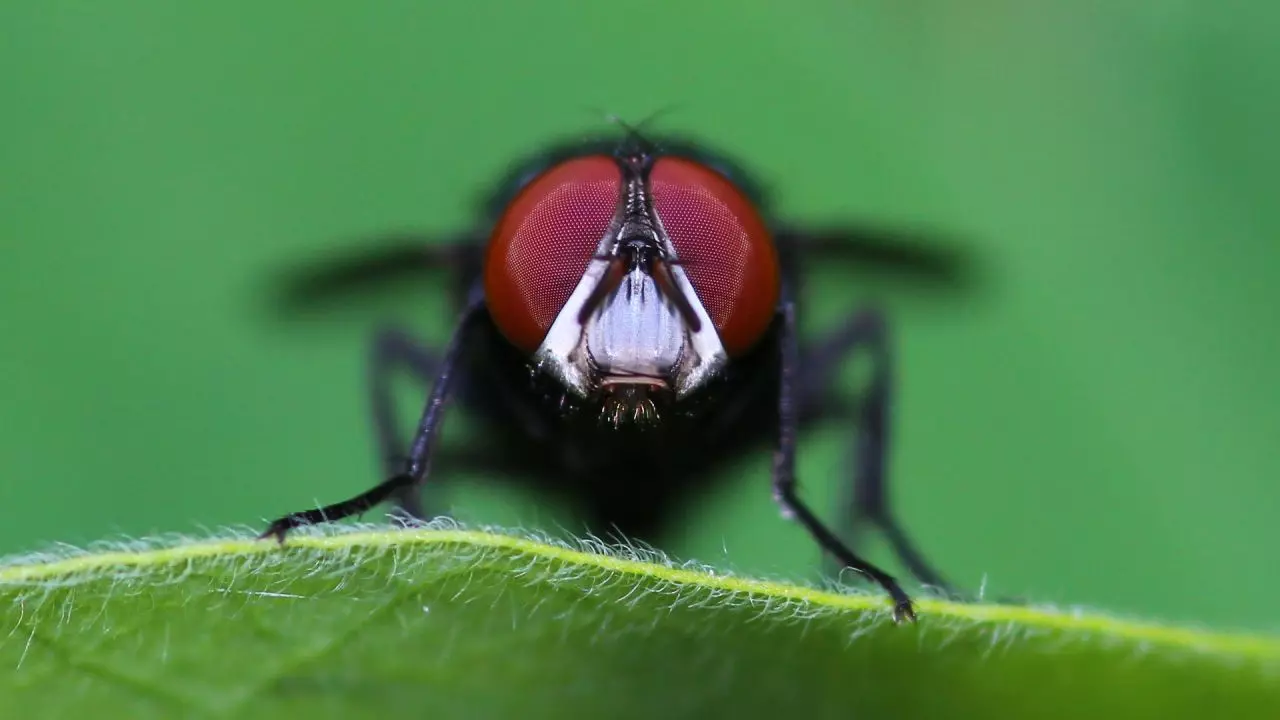 Inside The Colorful World of Animal Vision